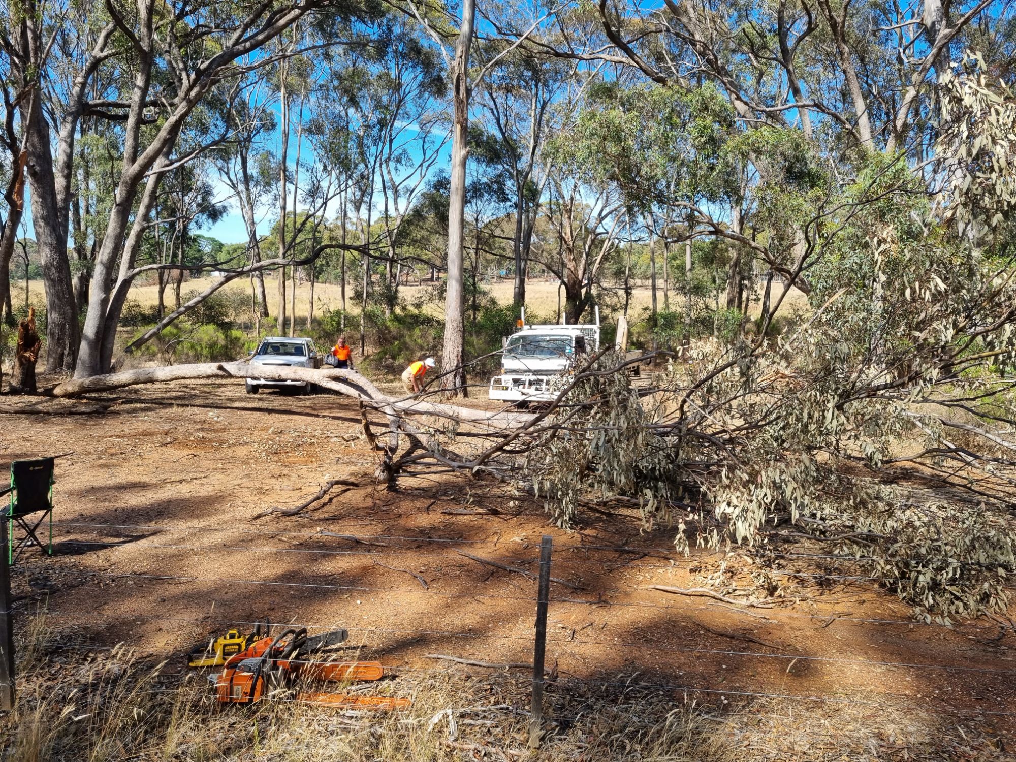 Fallen Trees – VGR Civil Blog